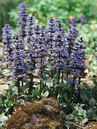 Ajuga reptans 'Catlin's Giant' | Claire Austin
