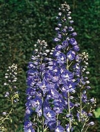 Delphinium 'Blue Bird' | Claire Austin