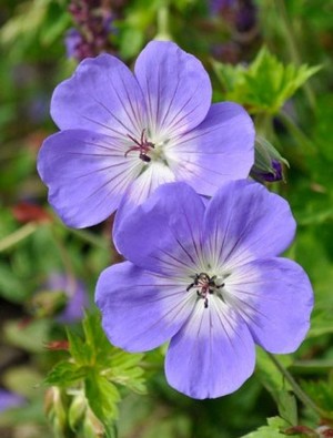 Geranium 'Rozanne' | Claire Austin
