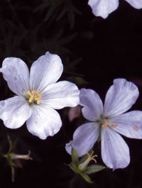 Geranium sanguineum 'Album' | Claire Austin