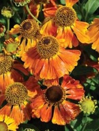 Helenium 'Waltraut' | Claire Austin