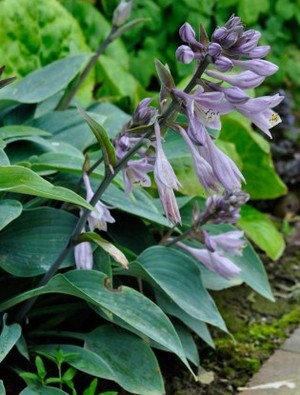 Hosta 'Halcyon' | Claire Austin