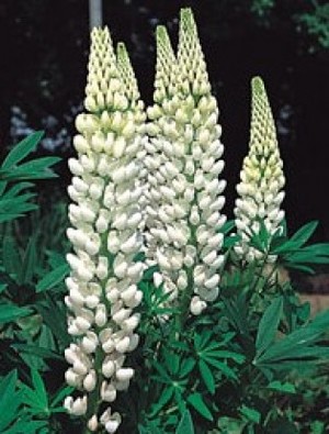 Lupinus 'Noble Maiden' | Claire Austin