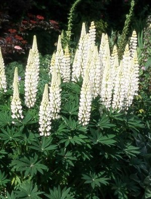 Lupinus 'Noble Maiden' | Claire Austin