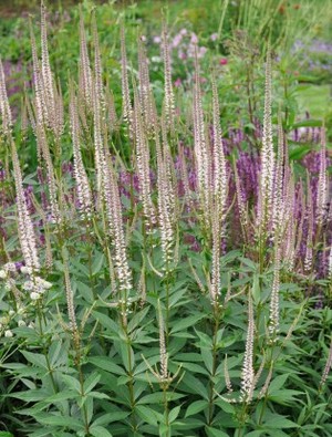 Veronicastrum virginicum 'Pink Glow' | Claire Austin