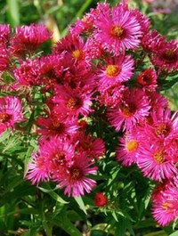 Aster novae-angliae 'Andenken An Alma Potschke' | Claire Austin