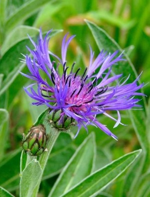 Centaurea montana | Claire Austin