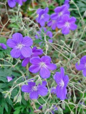 Geranium 'Orion' | Claire Austin