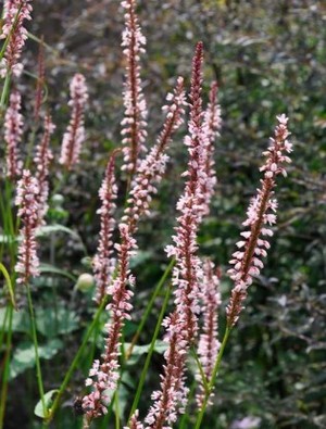 Persicaria amplexicaulis 'Rosea' | Claire Austin