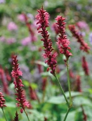 Persicaria amplexicaulis 'Taurus' | Claire Austin
