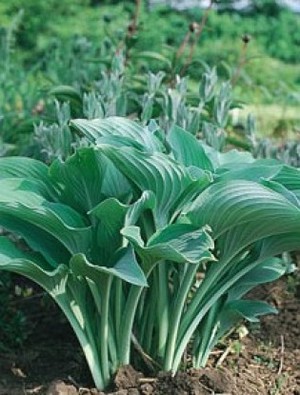 Hosta 'Krossa Regal' | Claire Austin