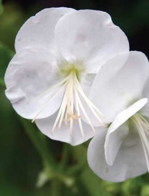 Geranium macrorrhizum 'White-Ness' | Claire Austin