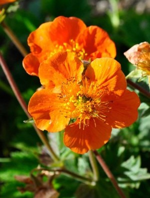 Geum 'Borisii' | Claire Austin