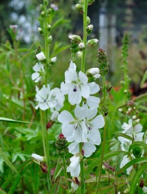 Sidalcea candida | Claire Austin