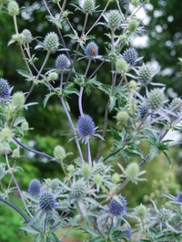 Eryngium planum | Claire Austin