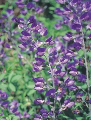 Baptisia australis | Claire Austin