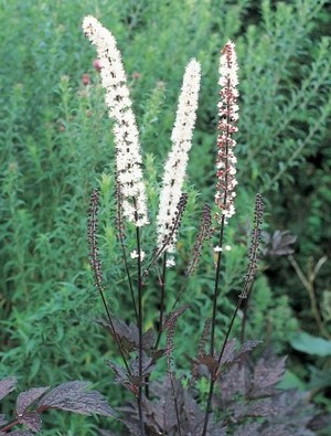 Actaea simplex 'Brunette' | Claire Austin