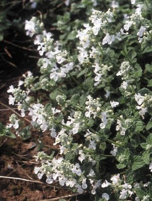 Nepeta racemosa 'Snowflake' | Claire Austin