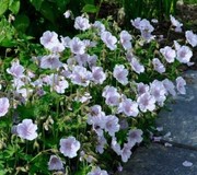 White Collection | Claire Austin