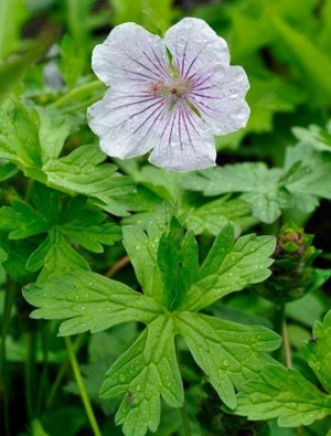Geranium himalayense 'Derrick Cook' | Claire Austin