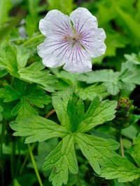 Geranium himalayense 'Derrick Cook' | Claire Austin