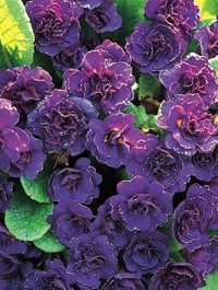 Viola labradorica | Claire Austin