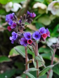 Brunnera macrophylla 'Jack Frost' | Claire Austin