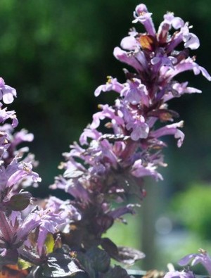 Perennials | Claire Austin