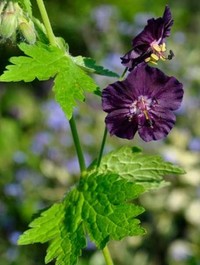 Geranium phaeum 'Raven' | Claire Austin