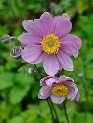 Anemone hupehensis 'Praecox' | Claire Austin