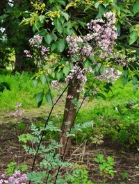 Thalictrum 'Elin' | Claire Austin