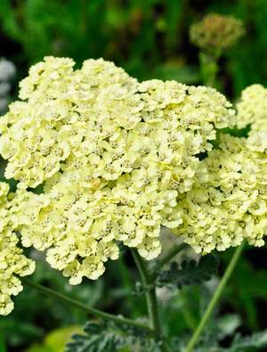 Perennials | Claire Austin