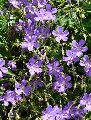 Geranium clarkei 'Kashmir Blue' | Claire Austin