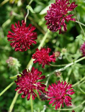 Knautia macedonica | Claire Austin