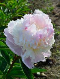 Peony 'Angel Cheeks' | Claire Austin