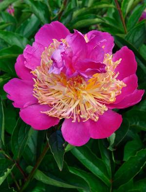 Peony 'Tom Eckhardt' | Claire Austin