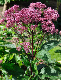 Eupatorium maculatum Atropurpureum | Claire Austin