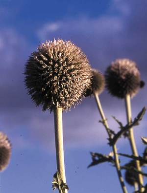 Perennials | Claire Austin