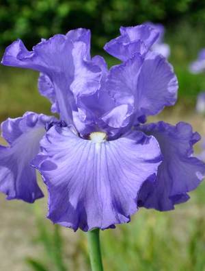 Irises | Claire Austin