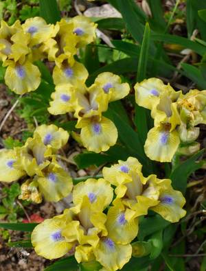 Irises | Claire Austin