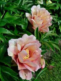 Peony 'Callie's Memory' | Claire Austin