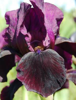 Irises | Claire Austin
