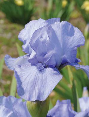 Irises | Claire Austin