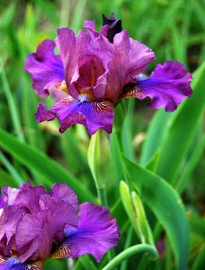 Irises | Claire Austin