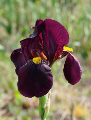 Irises | Claire Austin