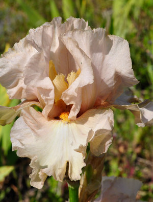 Irises | Claire Austin