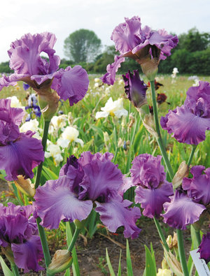 Irises | Claire Austin