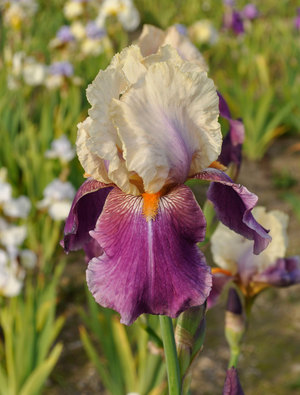 Irises | Claire Austin