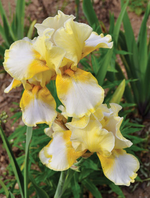 Irises | Claire Austin