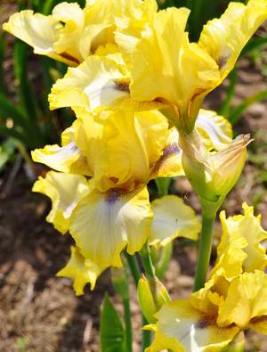 Irises | Claire Austin